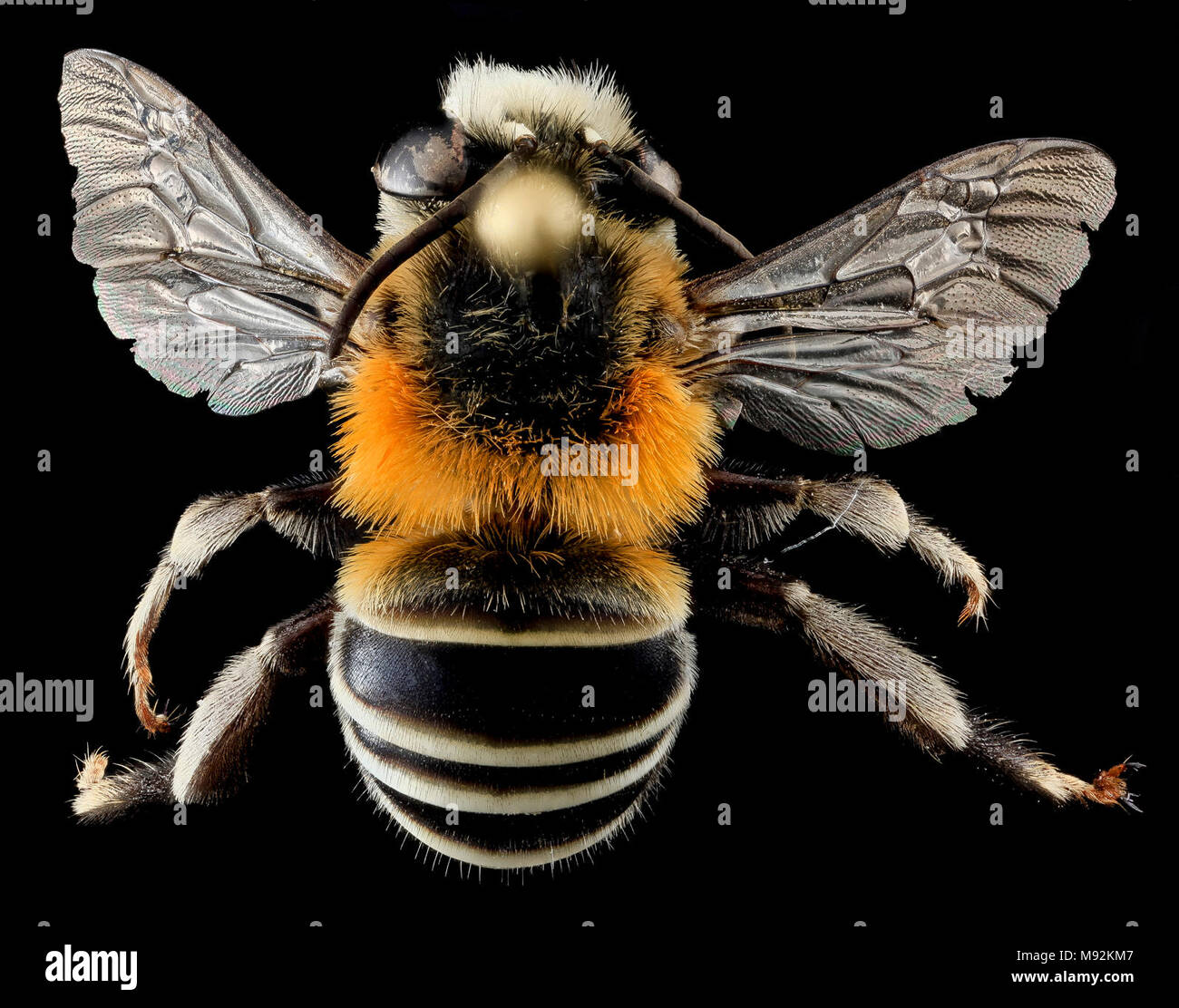 Anthophorini hi-res stock photography and images - Alamy