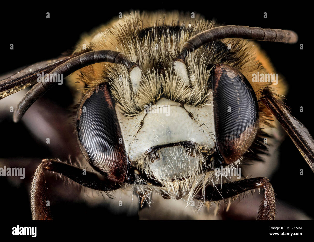 Anthophorini hi-res stock photography and images - Alamy
