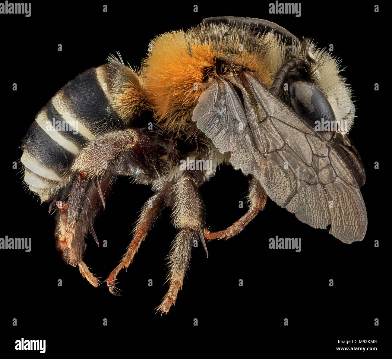 Anthophorini hi-res stock photography and images - Alamy