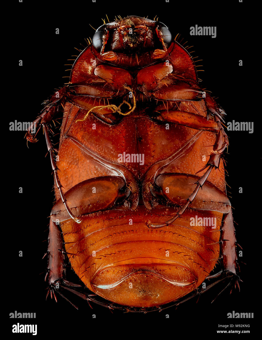 June bug 2, U, Underside, Upper Marlboro, MD Stock Photo - Alamy