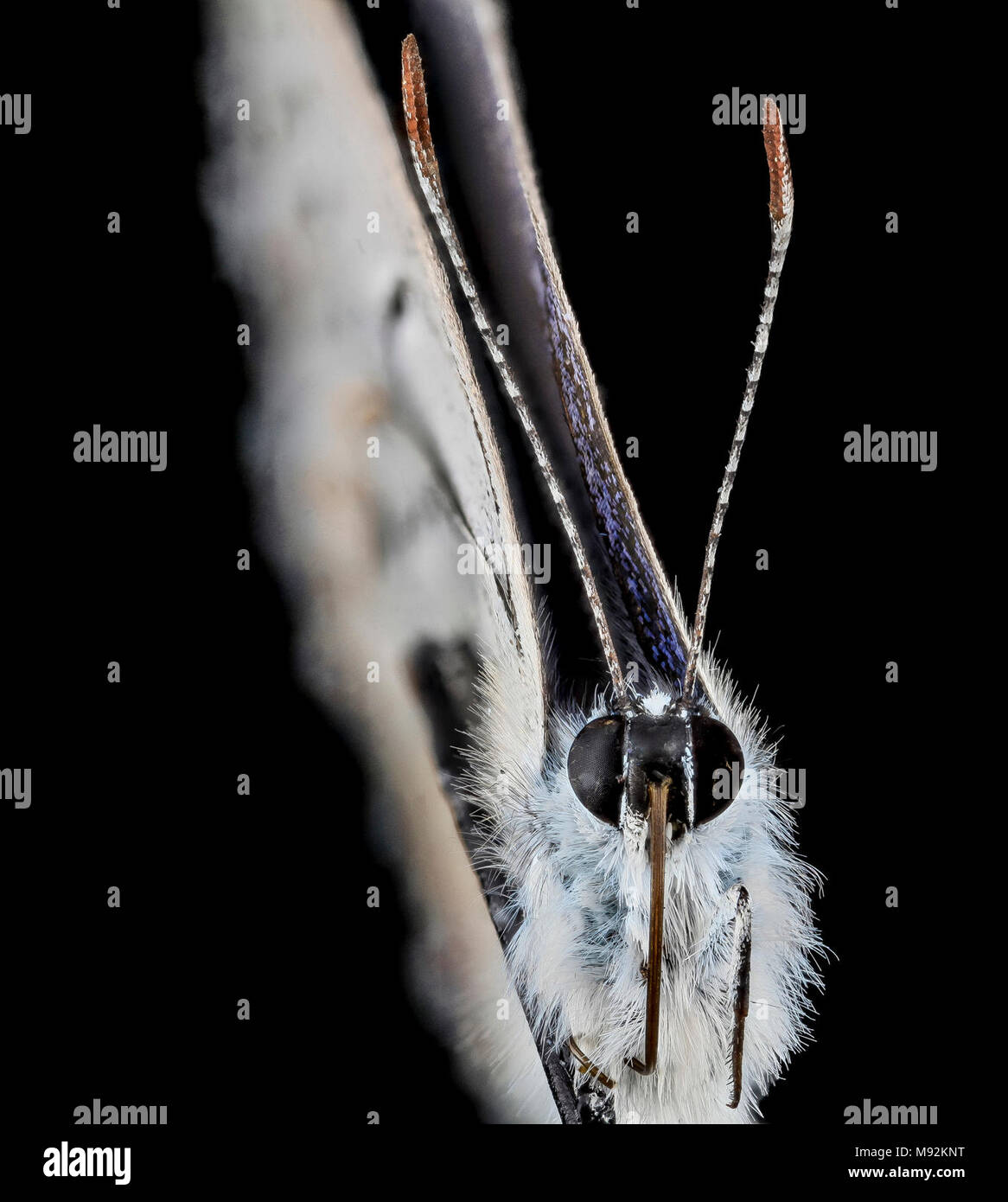 Lycaeides melissa samuelis, U, M, Face, U Stock Photo - Alamy