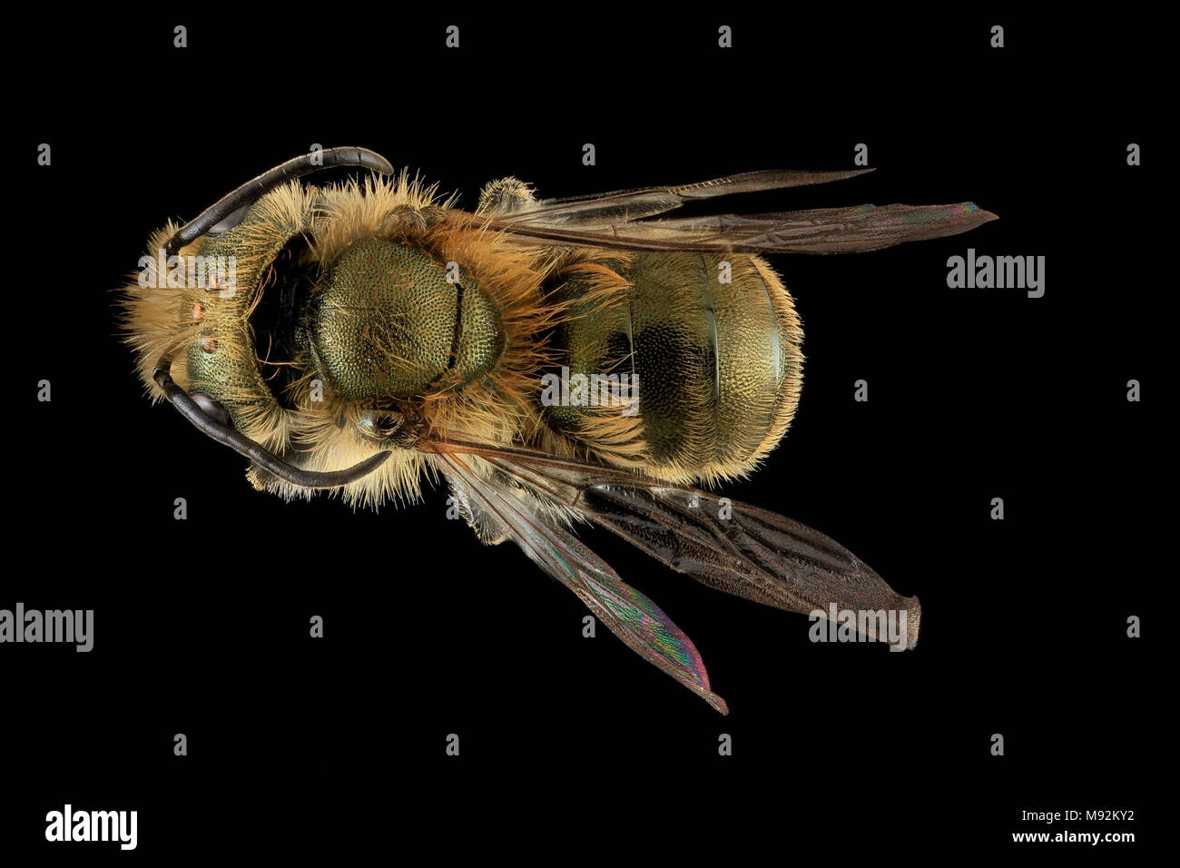 Osmia insecta hi-res stock photography and images - Alamy