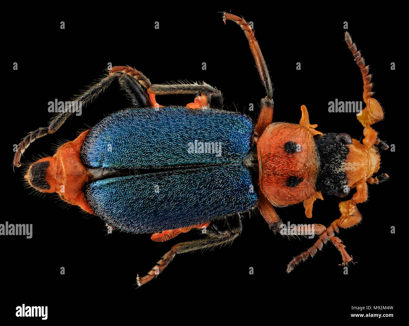 Callops hi-res stock photography and images - Alamy