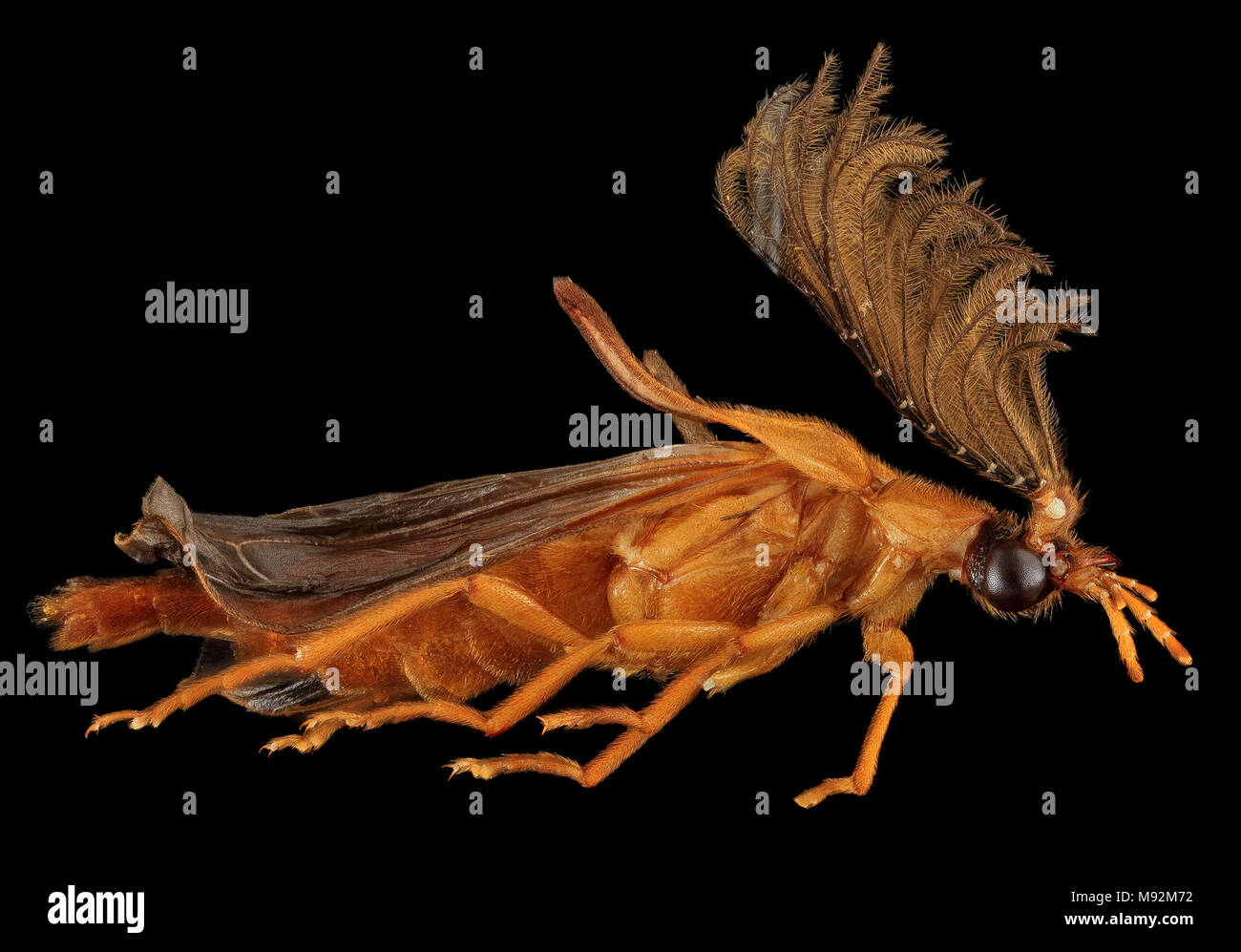 Phengodidae hi-res stock photography and images - Alamy