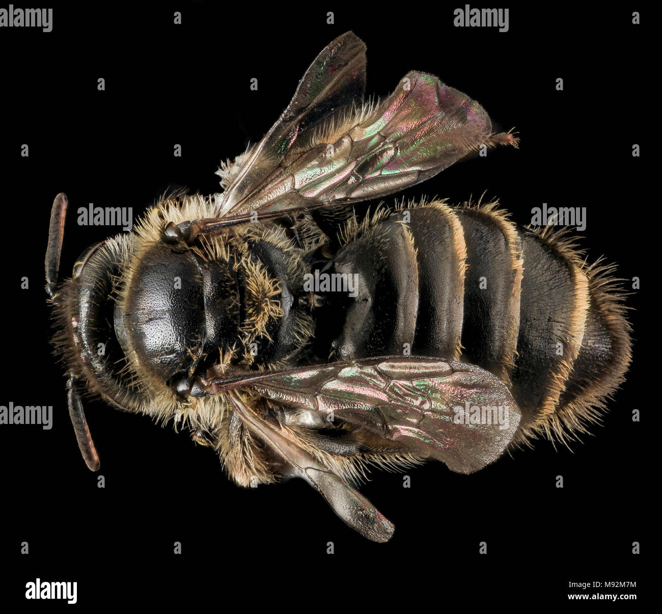 Calliopsis andreniformis hi-res stock photography and images - Alamy