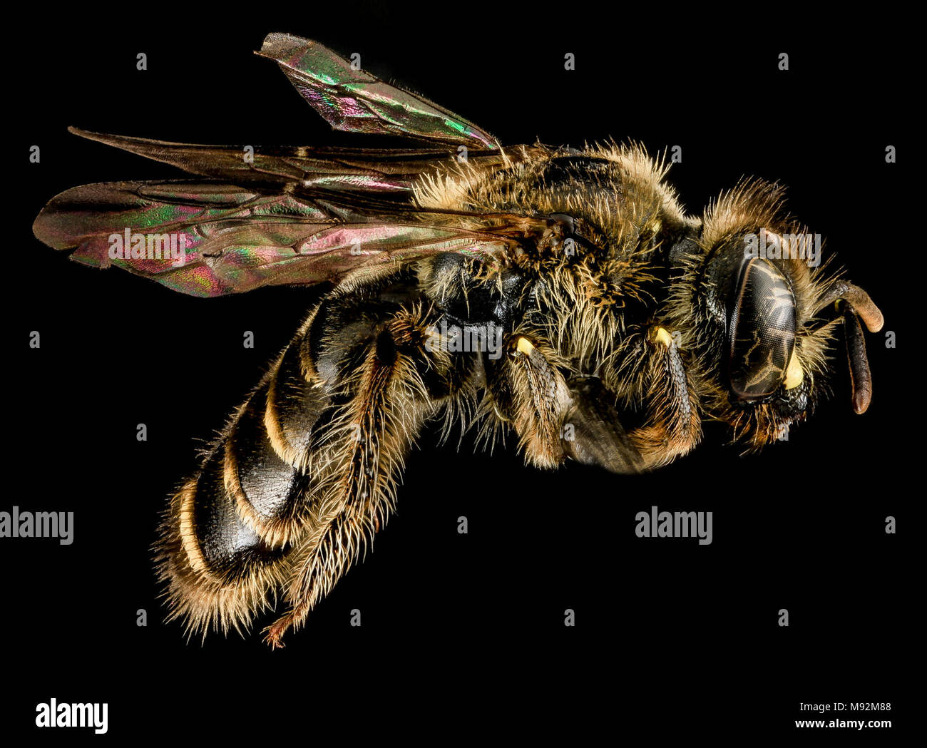 Calliopsis andreniformis hi-res stock photography and images - Alamy