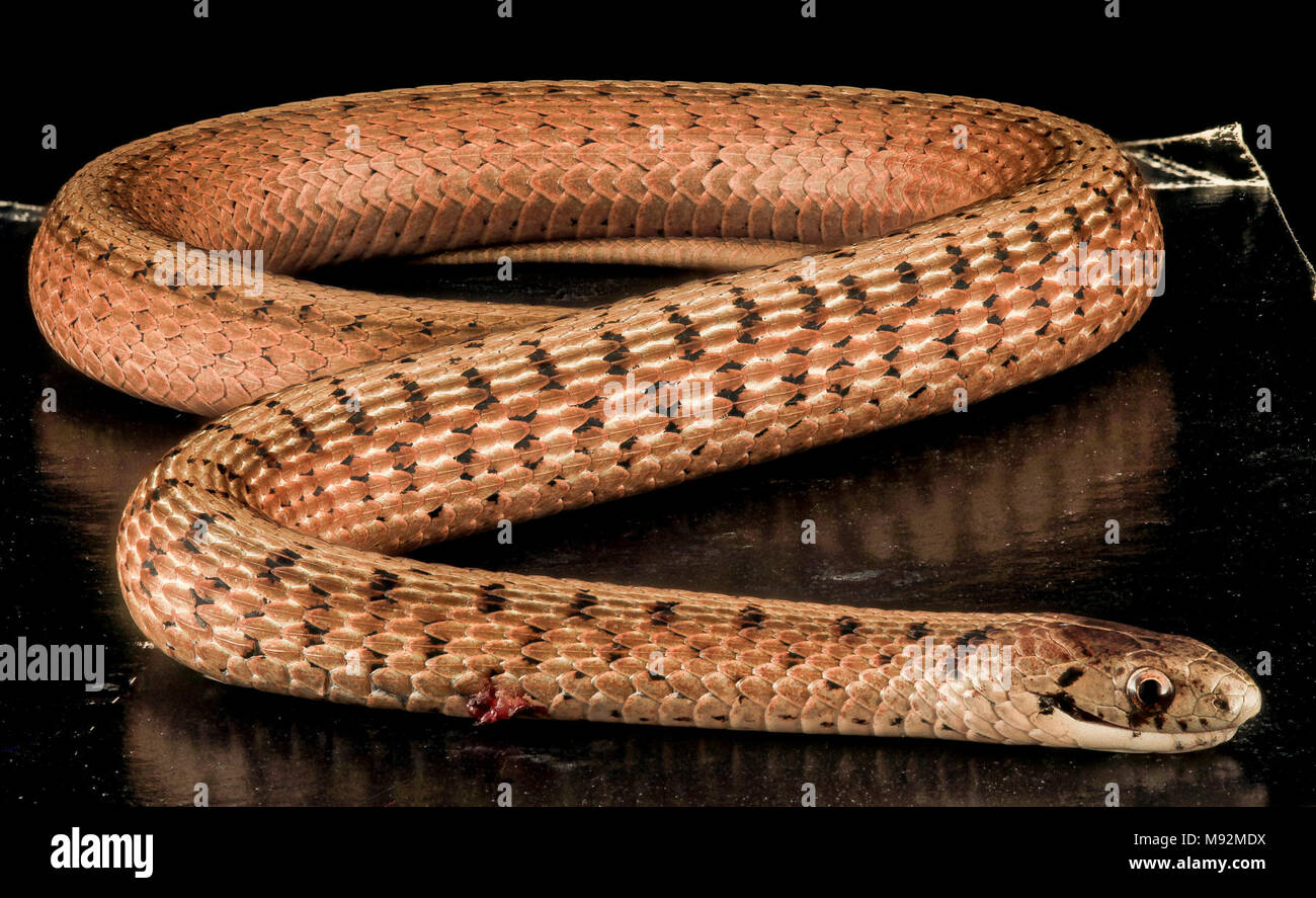 Snake taxonomy hi-res stock photography and images - Alamy
