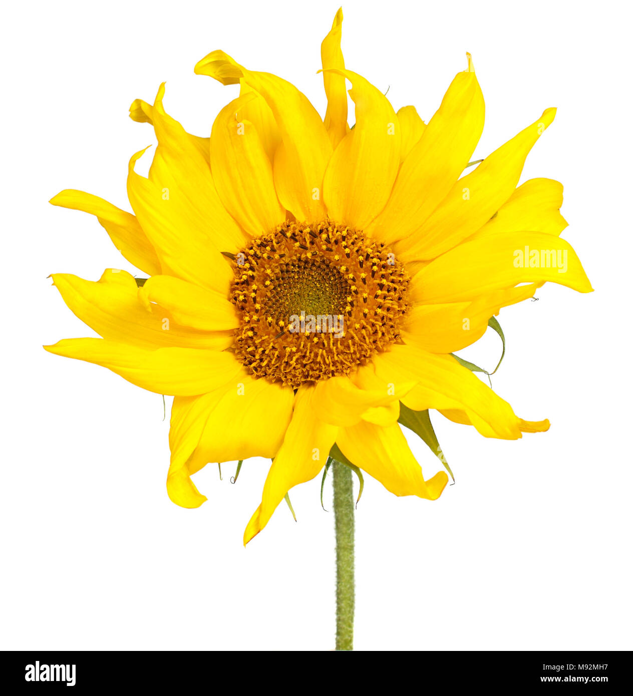 Sunflower isolated on white Stock Photo - Alamy