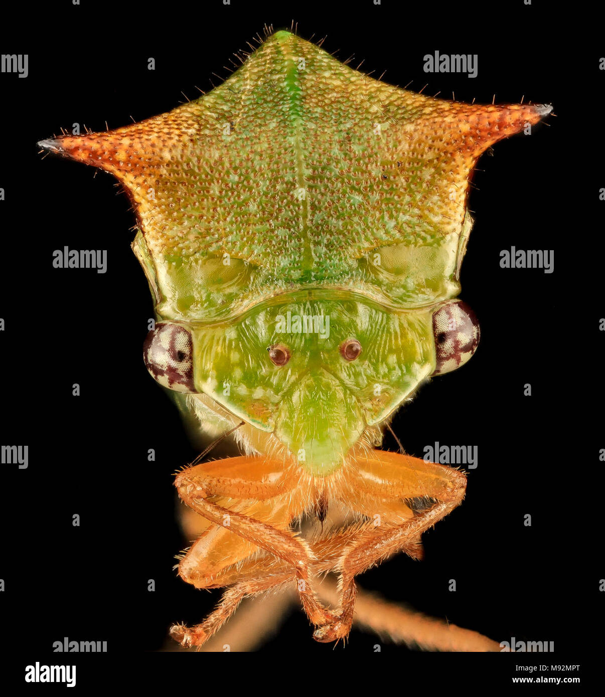 Buffalo treehopper hi-res stock photography and images - Alamy