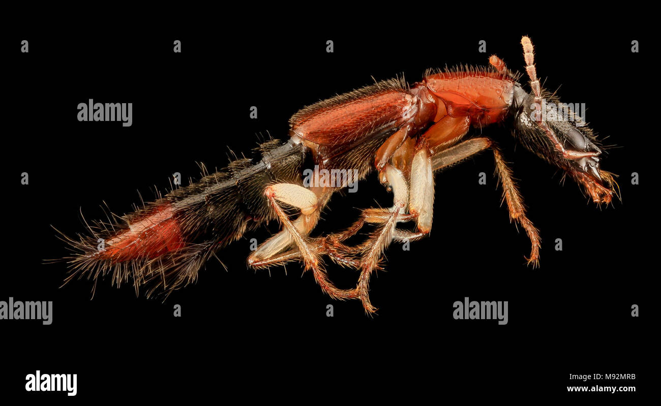 Paederinae hi-res stock photography and images - Alamy