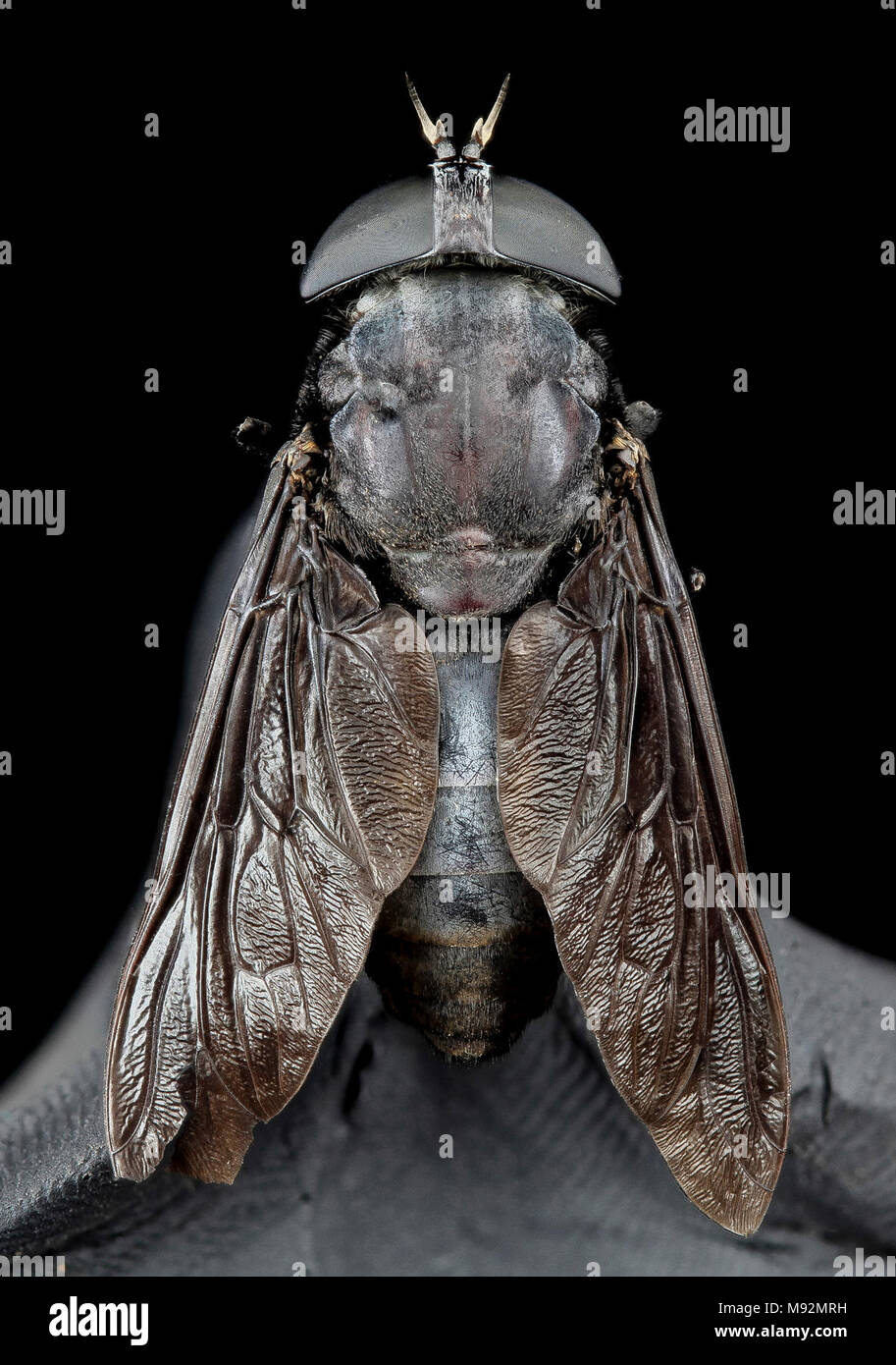 Fly hi res hi-res stock photography and images - Alamy