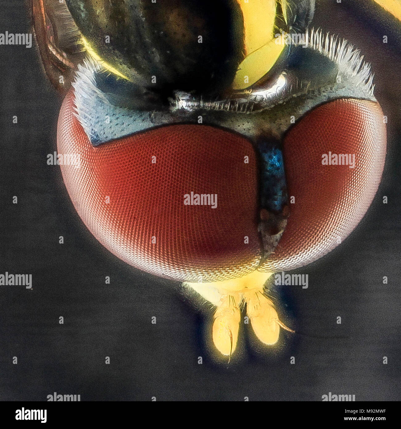 fly in plastic 3x detail Stock Photo - Alamy