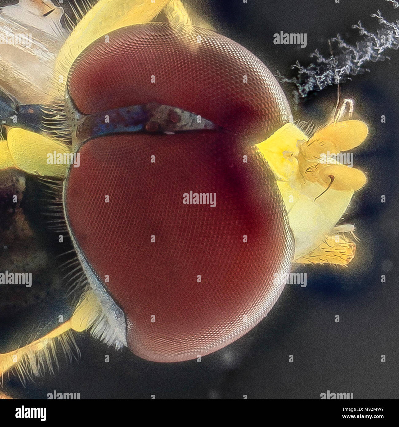 toxomerus marginatus in quartz in alcohol 3x detail Stock Photo - Alamy