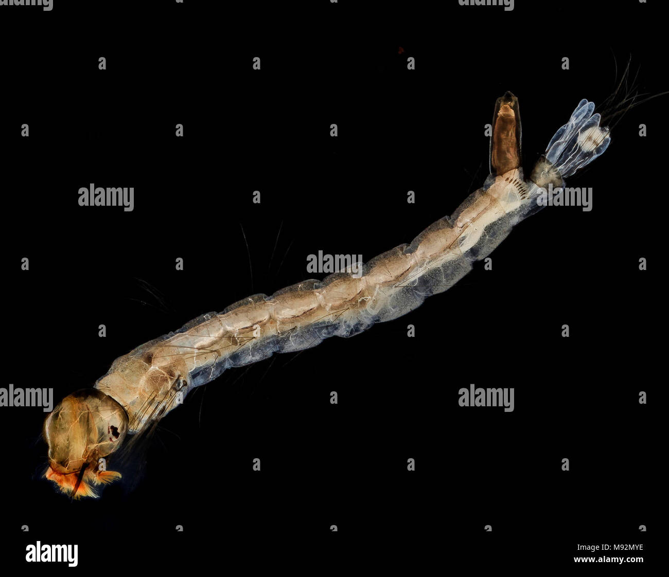 Diptera Larvae Description