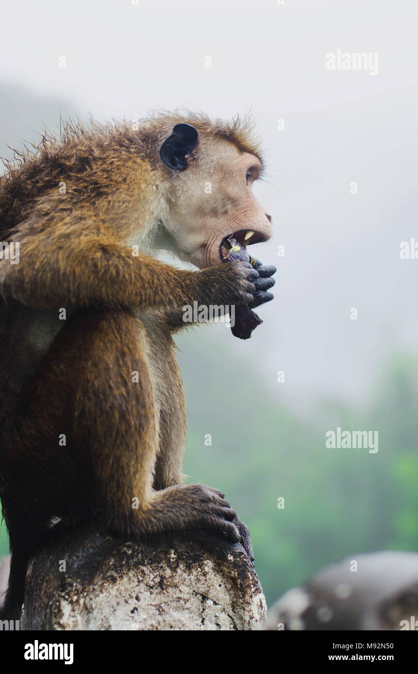 Monkey Praying High Resolution Stock Photography and Images - Alamy
