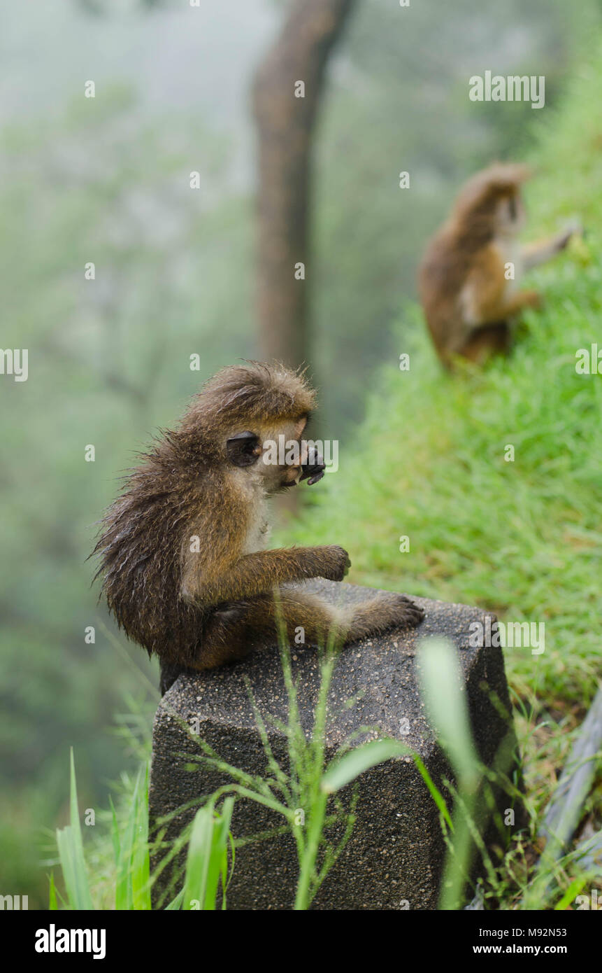 Monkey praying hi-res stock photography and images - Alamy