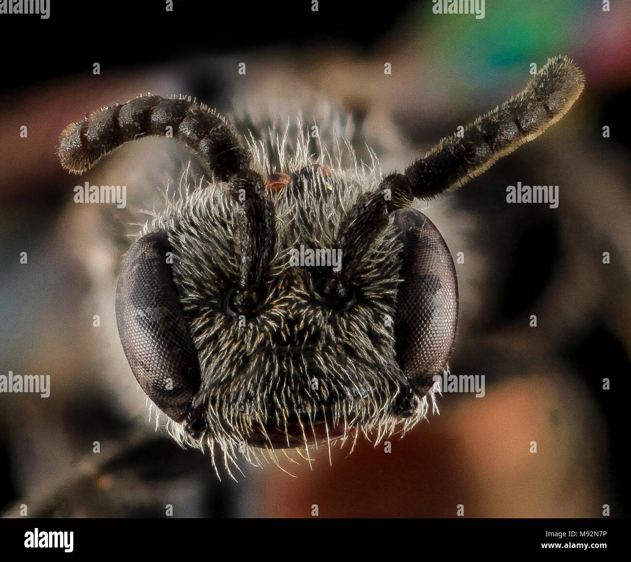 Halictid bee sphecodes hi-res stock photography and images - Alamy