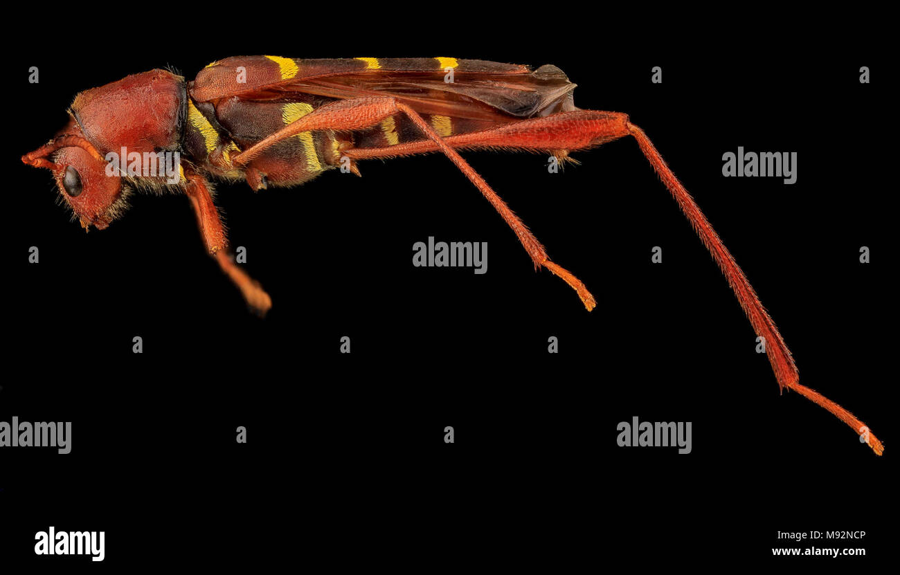 Neoclytus acuminatus hi-res stock photography and images - Alamy