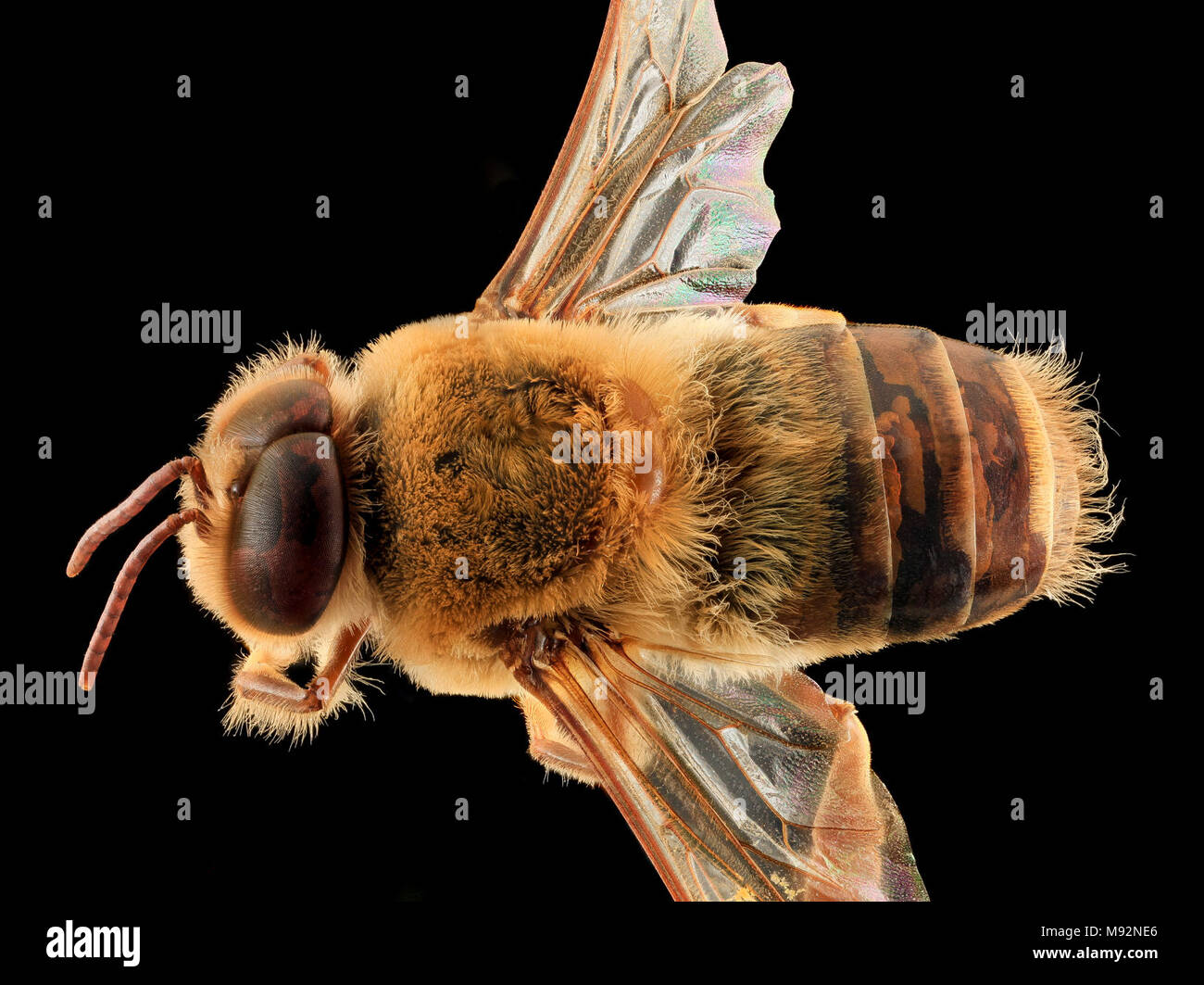 Drone back hi-res stock photography and images - Alamy