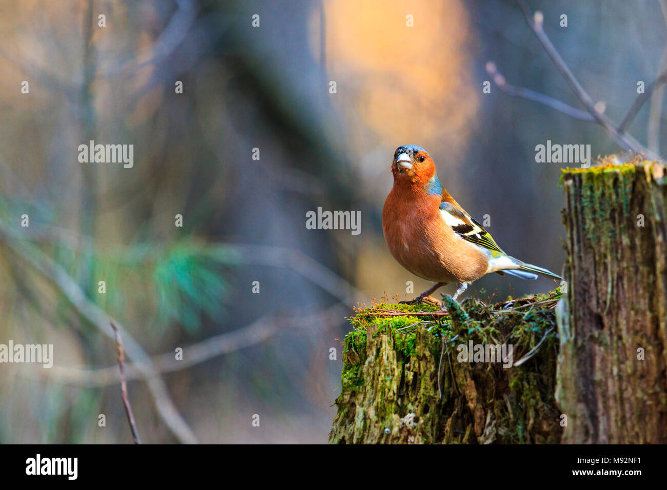 Spring bird hi-res stock photography and images - Alamy