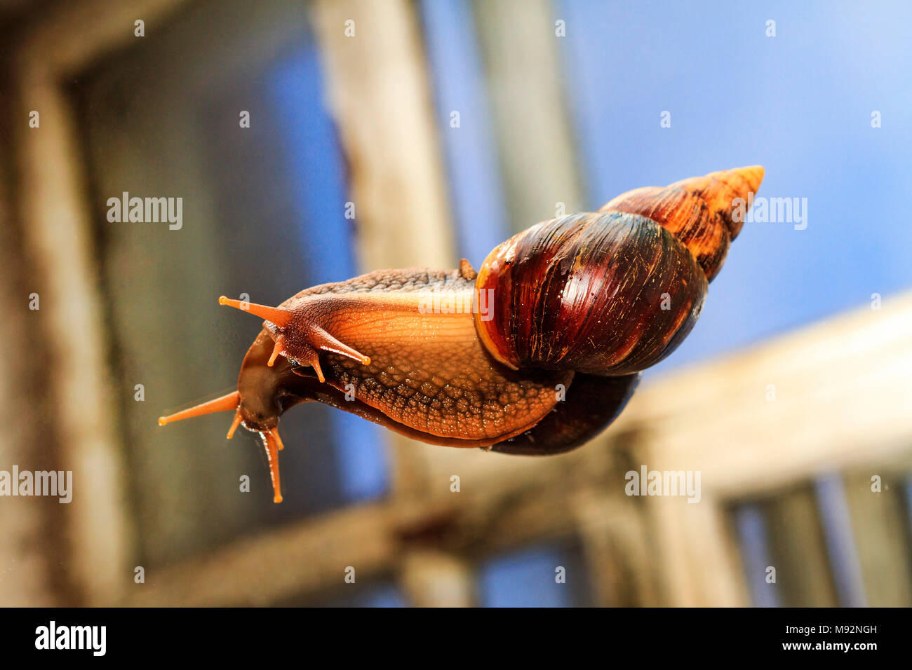snail crawling on a glass window in the background Stock Photo - Alamy