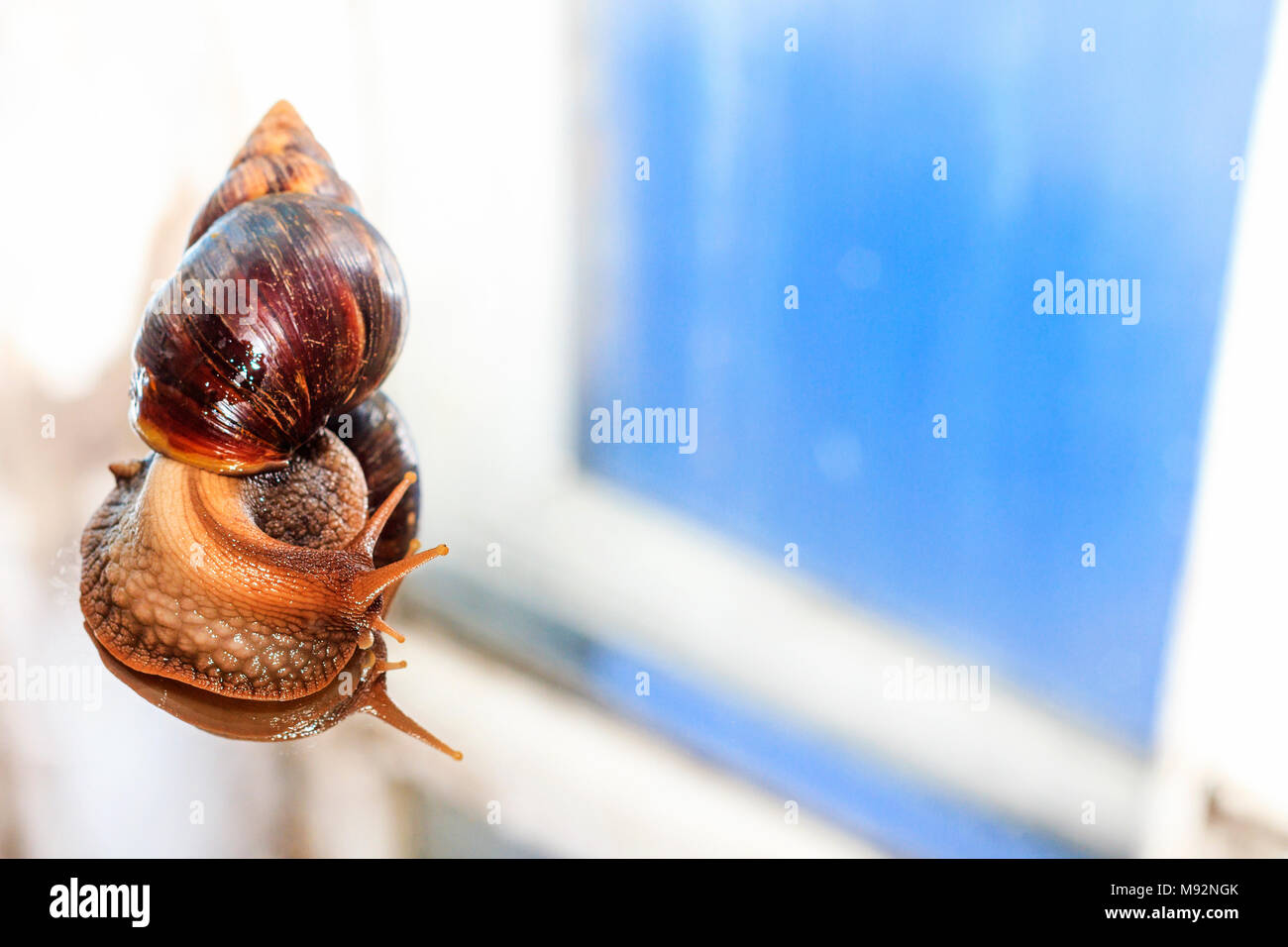 Crawling out window hi-res stock photography and images - Alamy