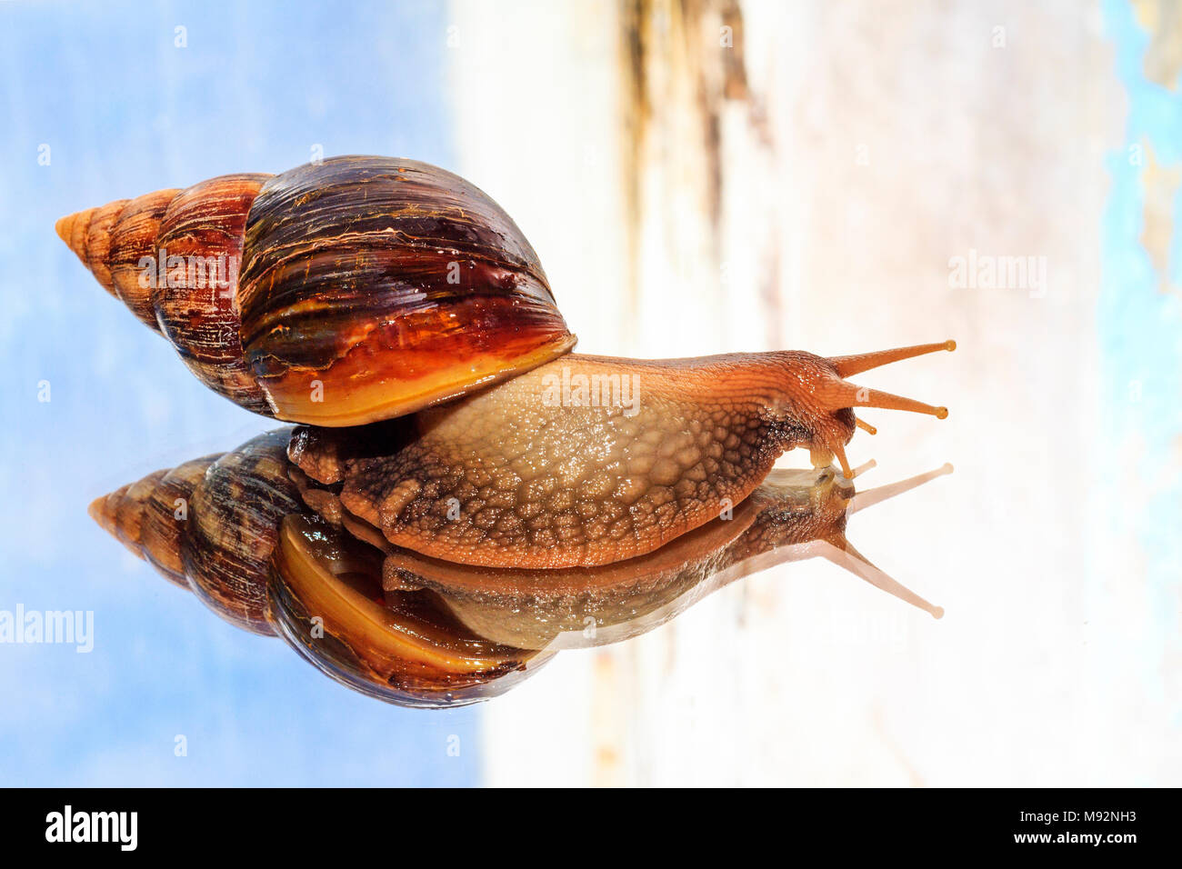 gigantic snail on a beautiful background Stock Photo - Alamy
