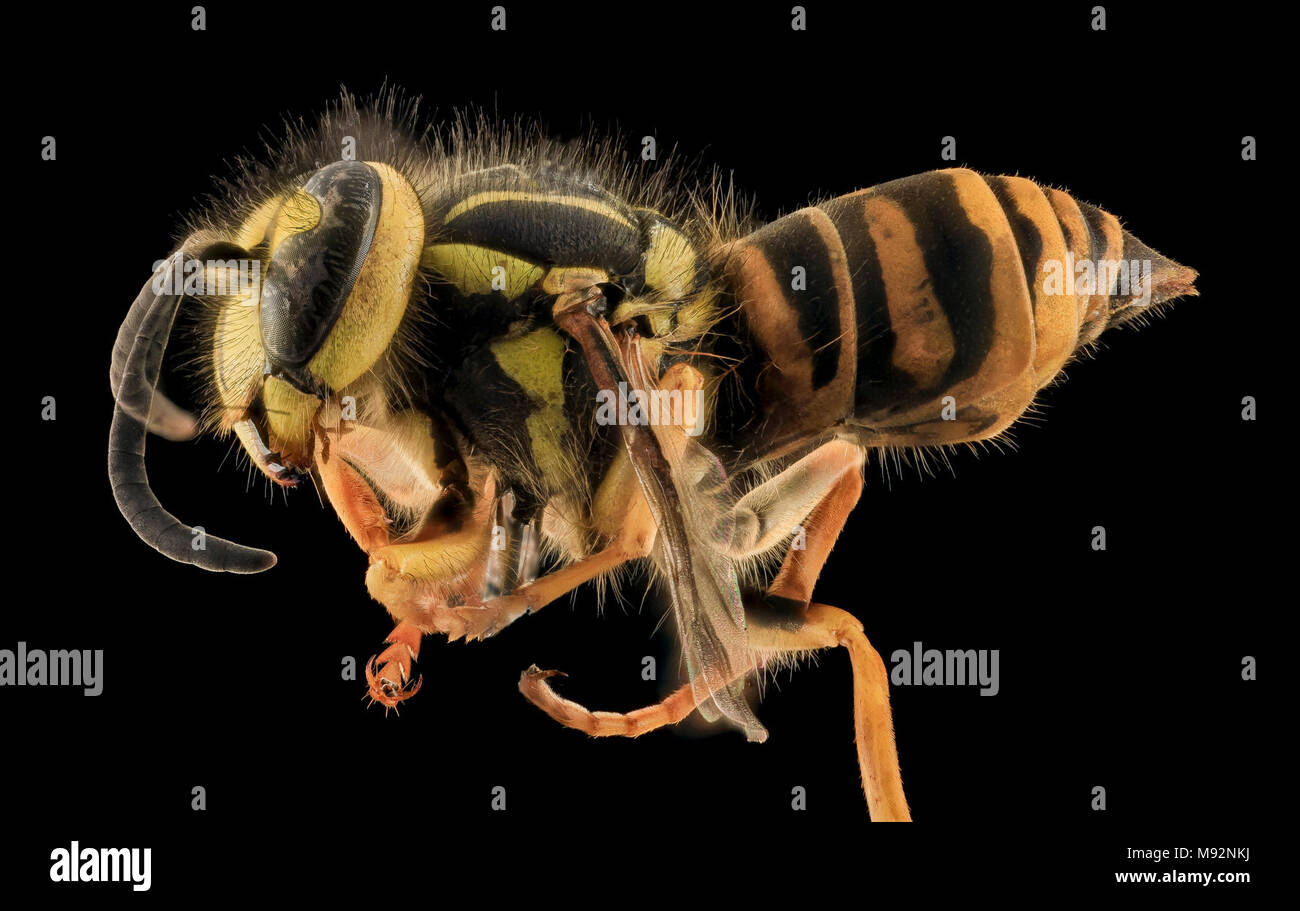 Yellowjacket pollinator hi-res stock photography and images - Alamy