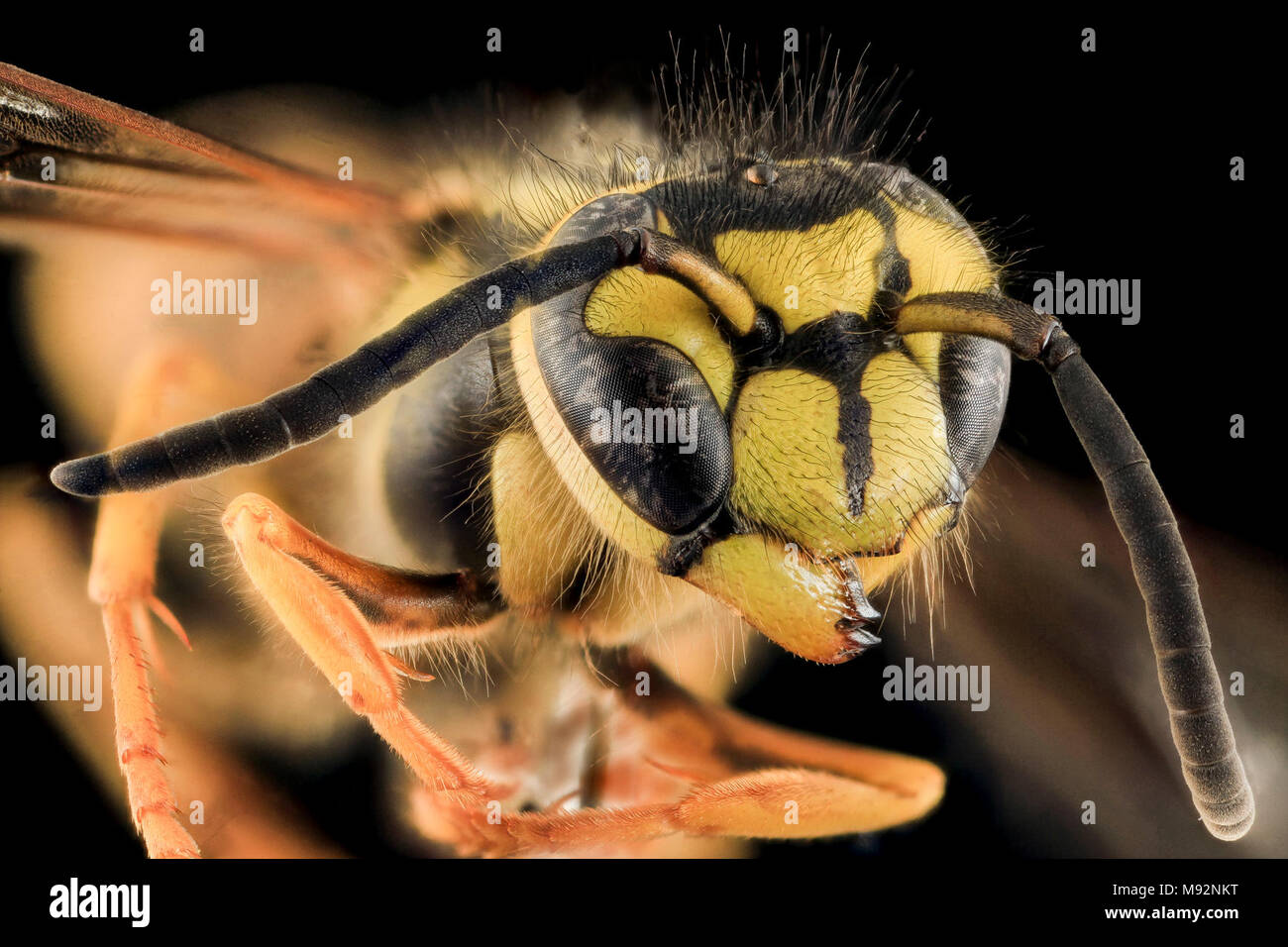 Yellowjacket, Head, MD, Talbot County Stock Photo - Alamy