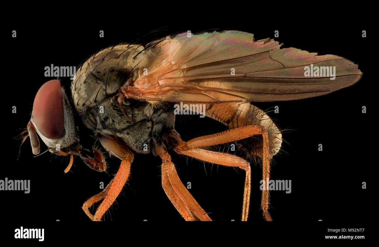 Fly, side, Upper Marlboro Stock Photo - Alamy