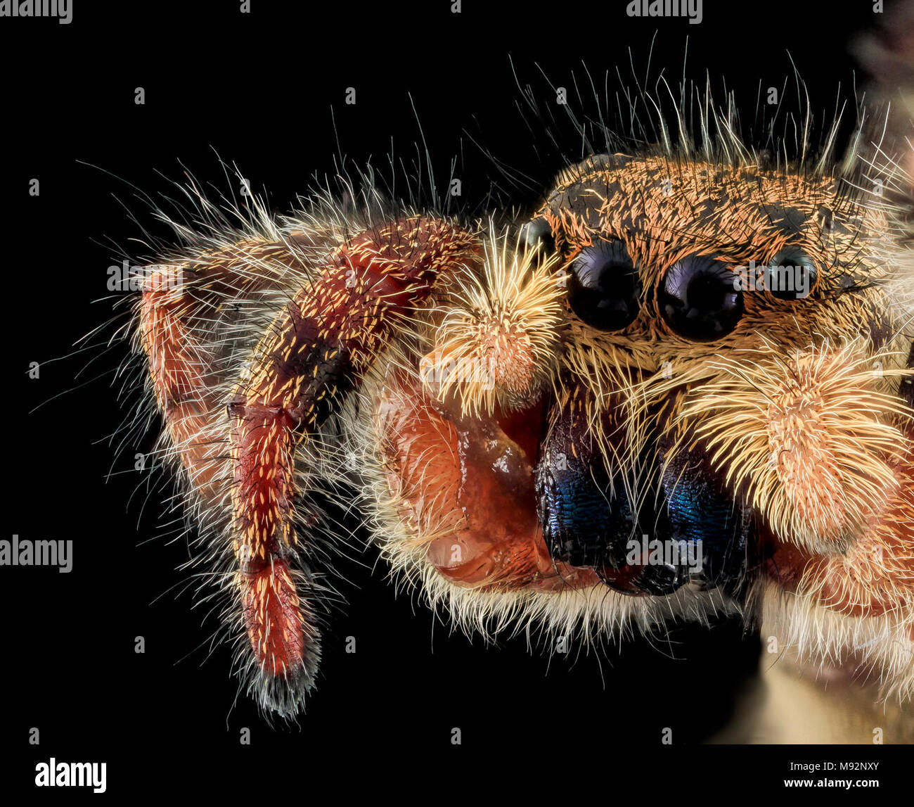 Jumping bugs hi-res stock photography and images - Alamy
