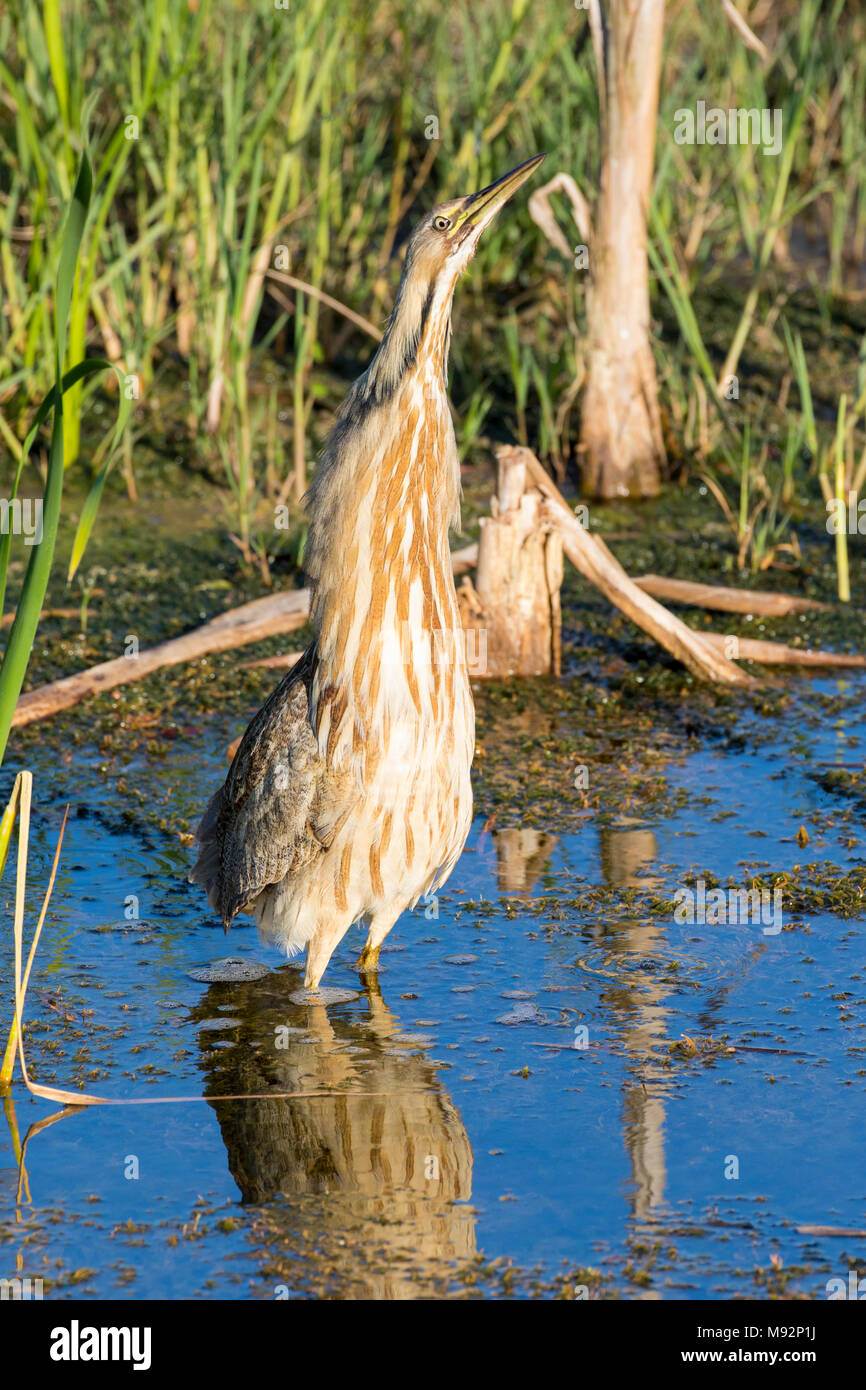 Defense posture hi-res stock photography and images - Alamy