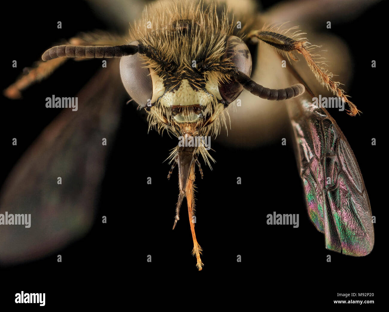 Binomial calliopsis nebraskensis hi-res stock photography and images ...