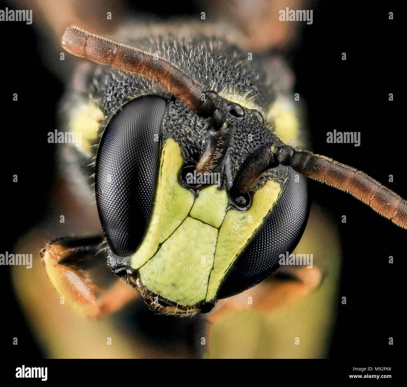 Binomial hylaeus ornatus hi-res stock photography and images - Alamy