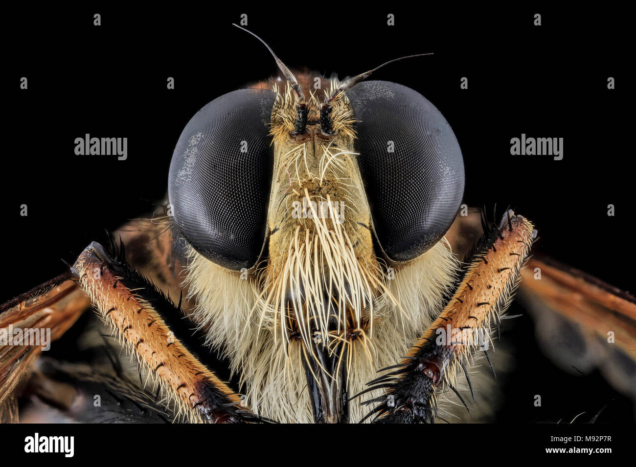 Robber Fly, Face, Charles County, MD Stock Photo - Alamy