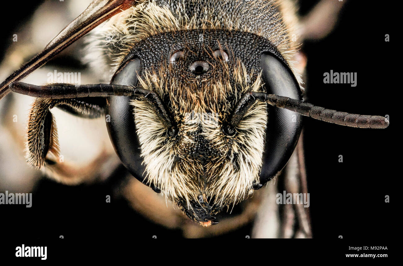 Invasive arthropods insects hi-res stock photography and images - Alamy