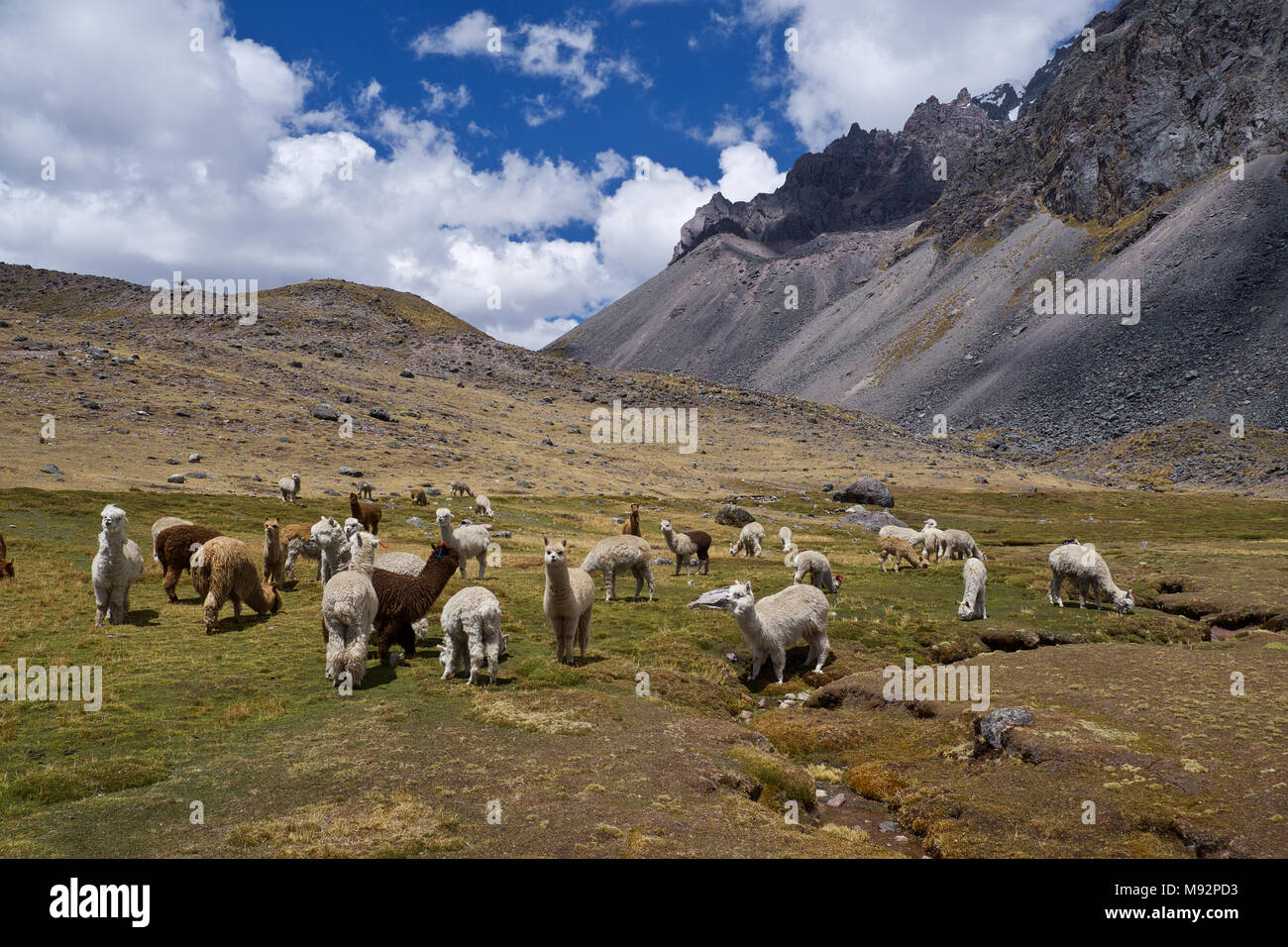 Apu Ausangate trek, Sacred Valley, Peru Stock Photo - Alamy