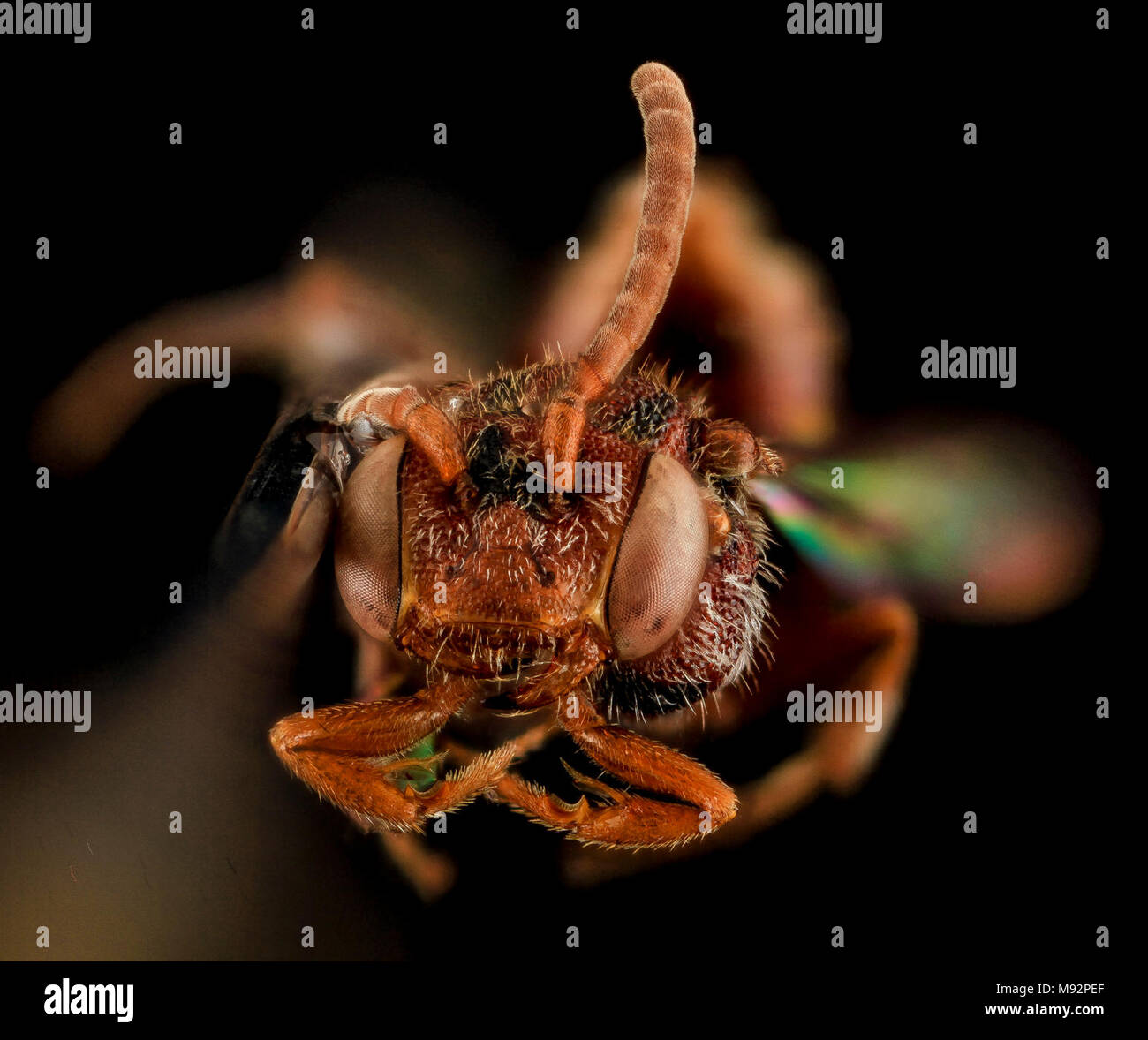 Nomada parva hi-res stock photography and images - Alamy