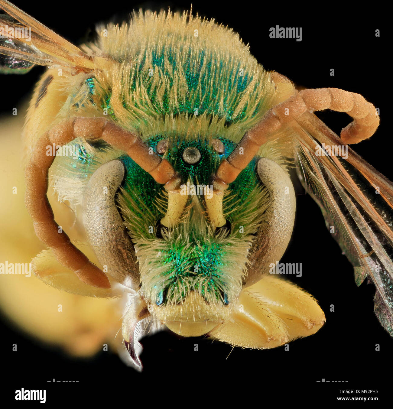 Macro agapostemon sweat bee hi-res stock photography and images - Alamy