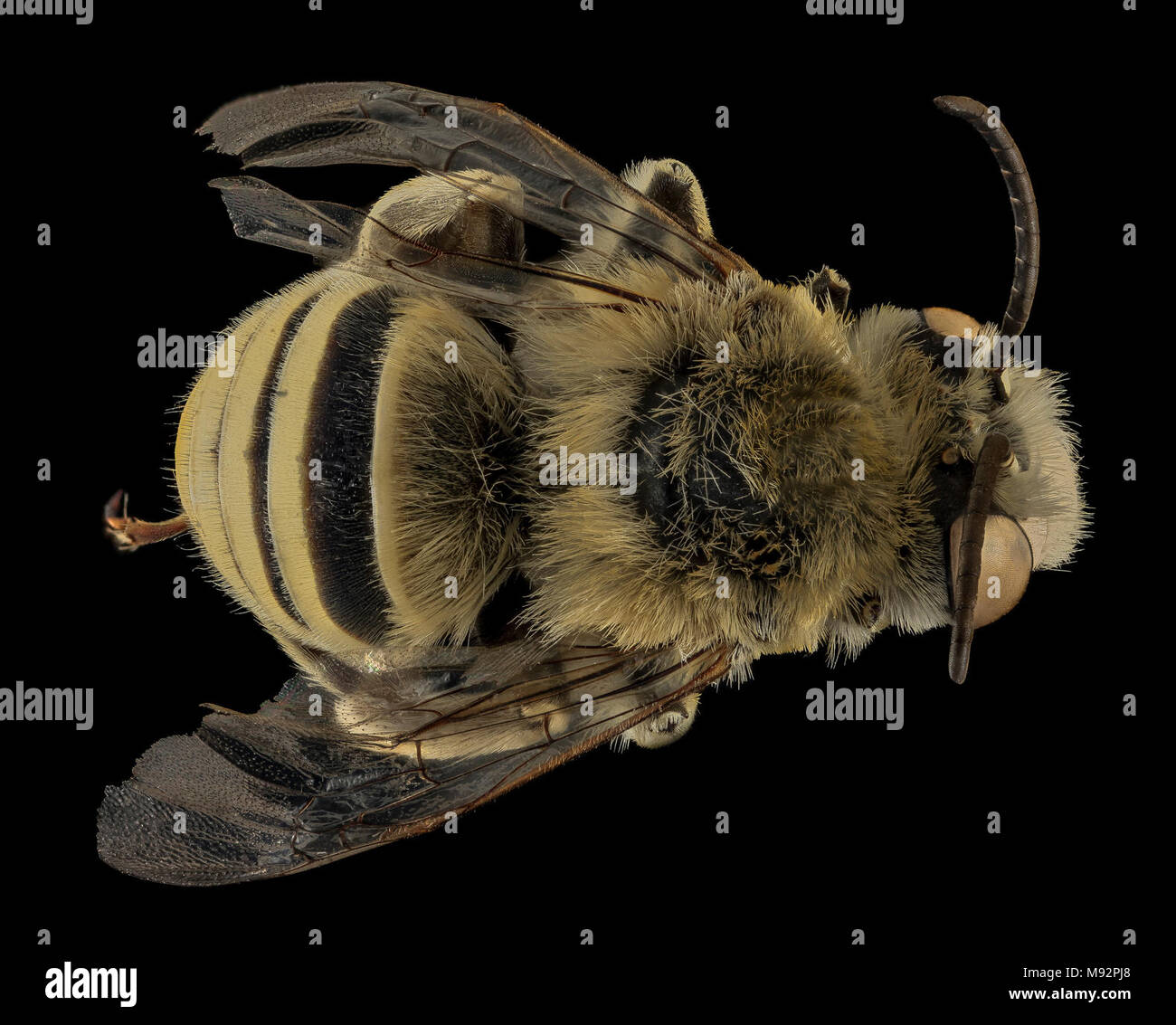 Anthophorini hi-res stock photography and images - Alamy