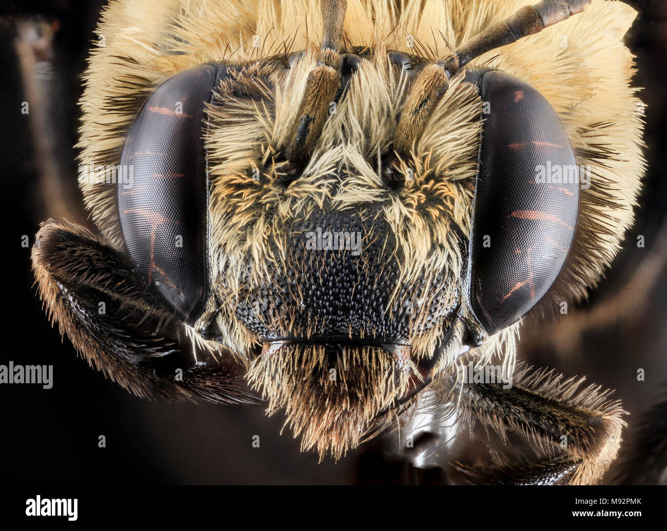 Svastra atripes hi-res stock photography and images - Alamy