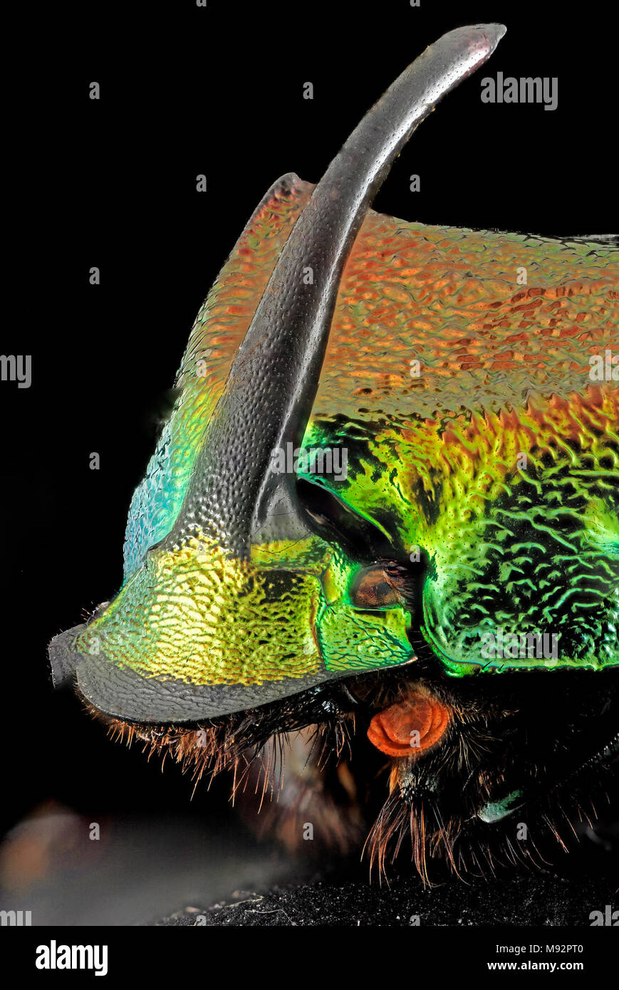 Rainbow Scarab, face1, silver spring, md Stock Photo - Alamy
