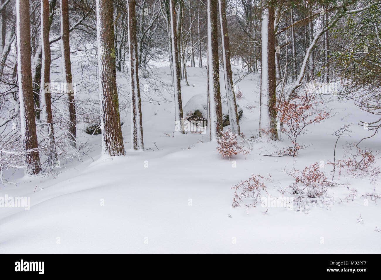 Snow in the forest - Ireland Stock Photo - Alamy