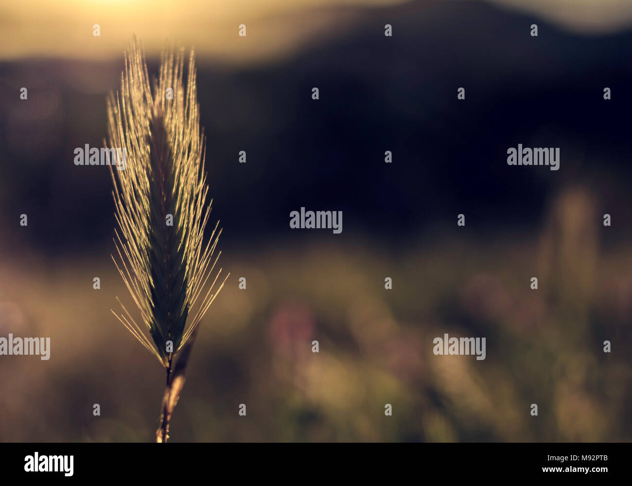 Spike in spring Stock Photo - Alamy