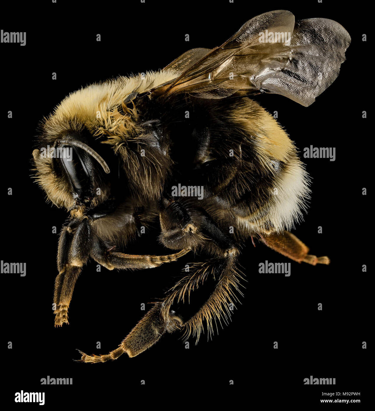Bombus occidentalis hi-res stock photography and images - Alamy