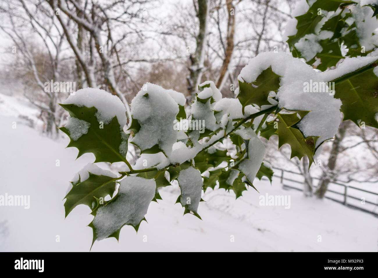 Snow in the forest - Ireland Stock Photo - Alamy