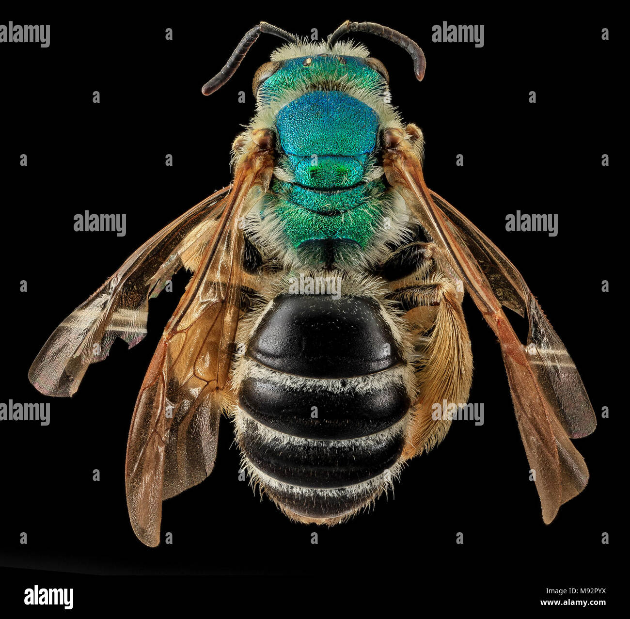 Macro agapostemon sweat bee hi-res stock photography and images - Alamy