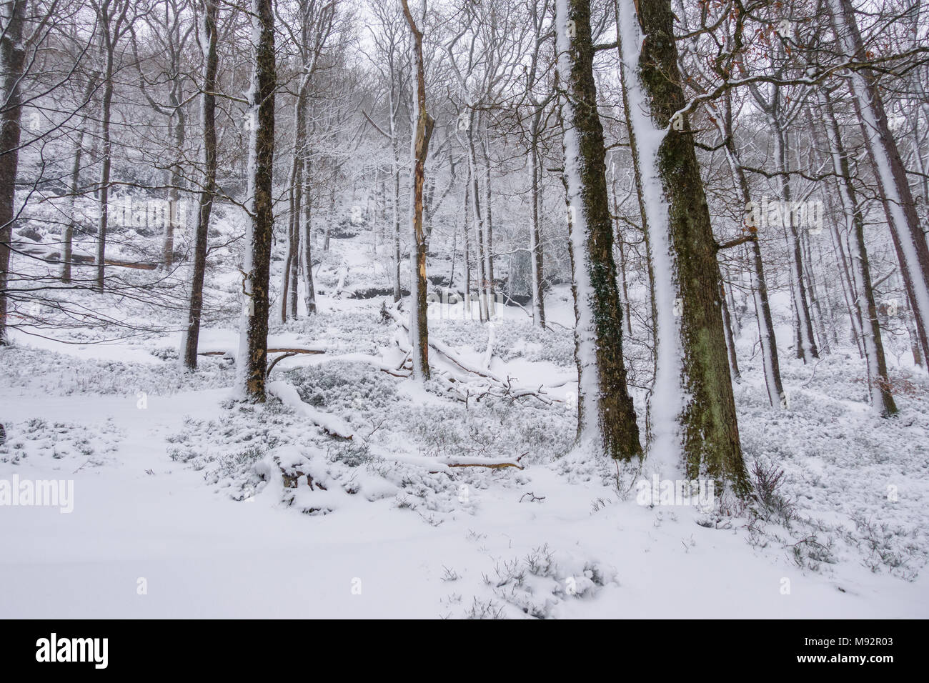 Snow in the forest - Ireland Stock Photo - Alamy