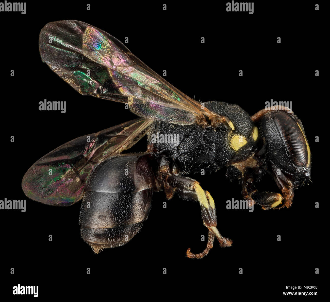 Carolina hi res hi-res stock photography and images - Alamy