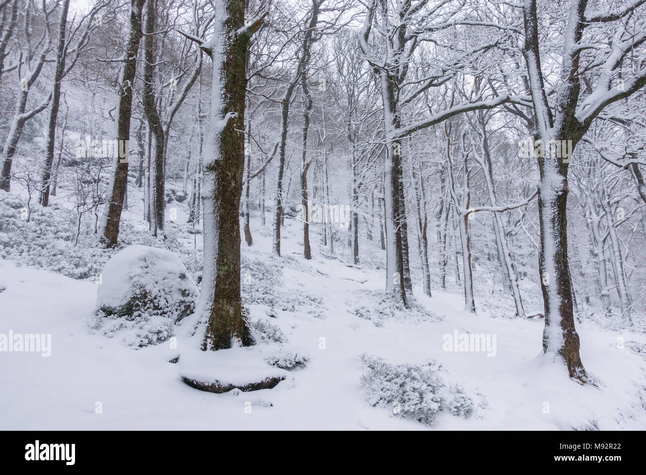 Snow in the forest - Ireland Stock Photo - Alamy